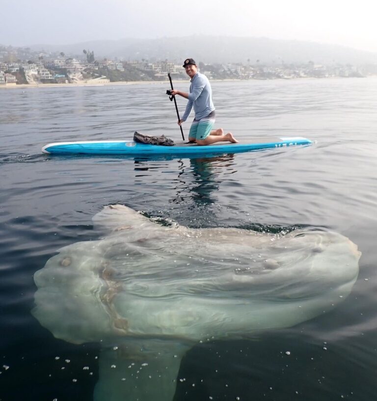 Peixe-lua gigante surpreende remadores de SUP - Aloha Spirit Mídia